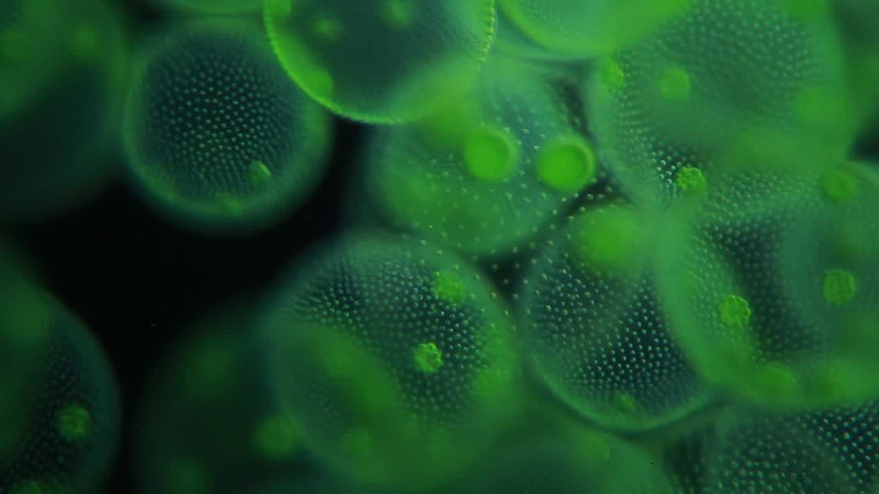 Material- Seaweed – The Circular People